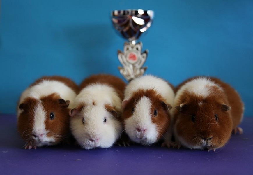 Cavia Berusia Úvod